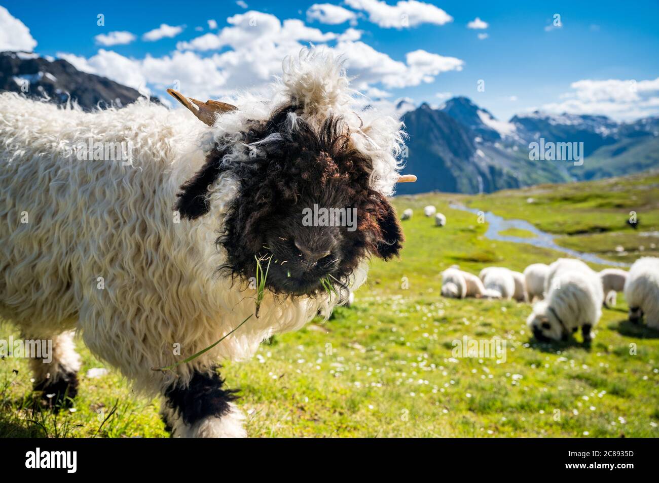 Valais Blacknose sheep on Nufenenpass in the Valais Alps Stock Photo ...