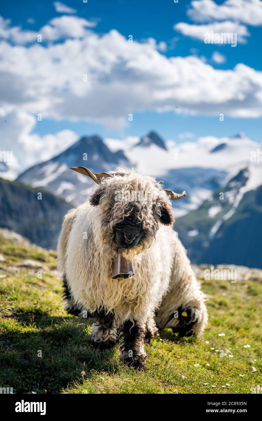 Valais blacknose sheep walliser schwarznasenschaf hi-res stock ...