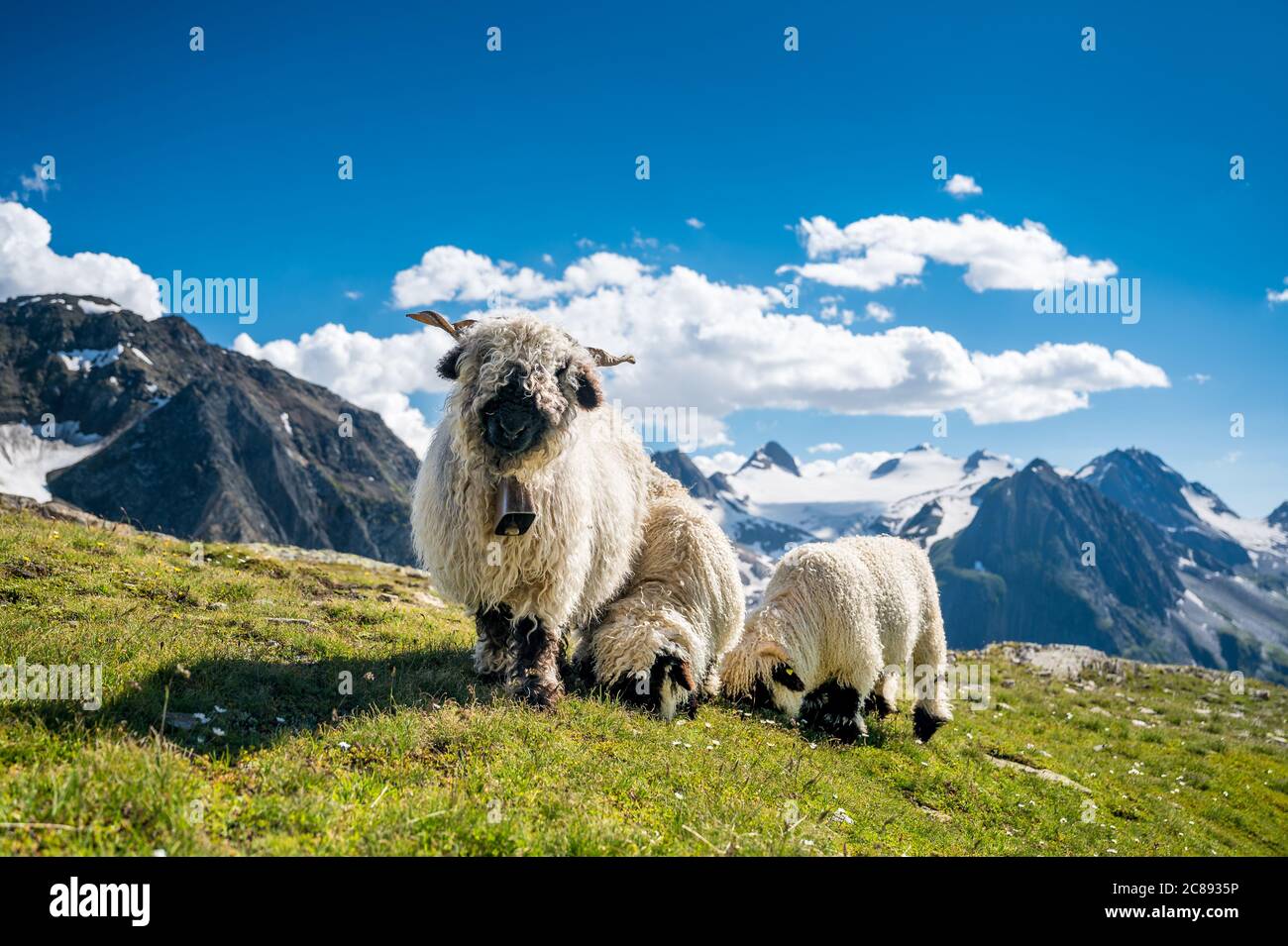 Valais blacknose sheep walliser schwarznasenschaf hi-res stock ...