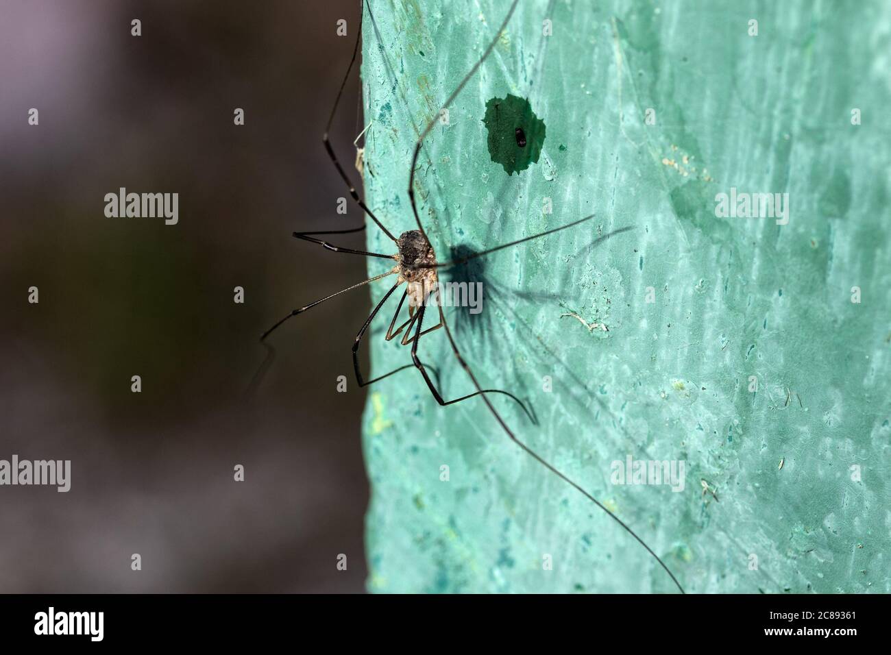 Turquoise spider hi-res stock photography and images - Alamy