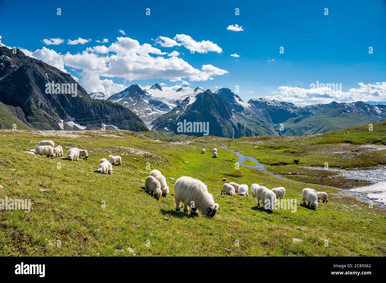 Valais blacknose sheep walliser schwarznasenschaf hi-res stock ...