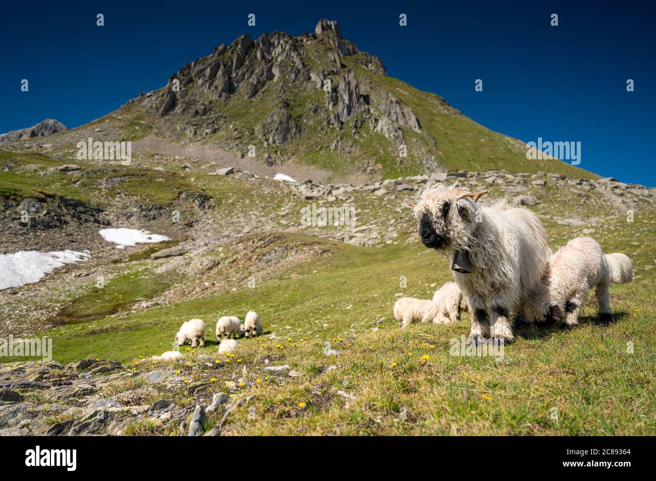 Valais blacknose sheep walliser schwarznasenschaf hi-res stock ...