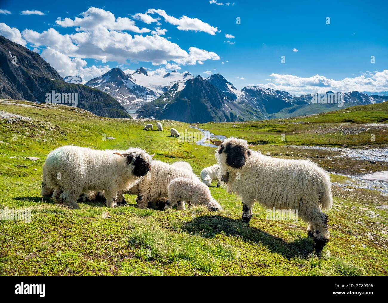 Valais Blacknose sheep on Nufenenpass in the Valais Alps Stock Photo ...
