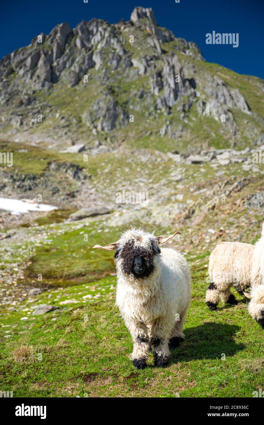 Valais blacknose sheep walliser schwarznasenschaf hi-res stock ...