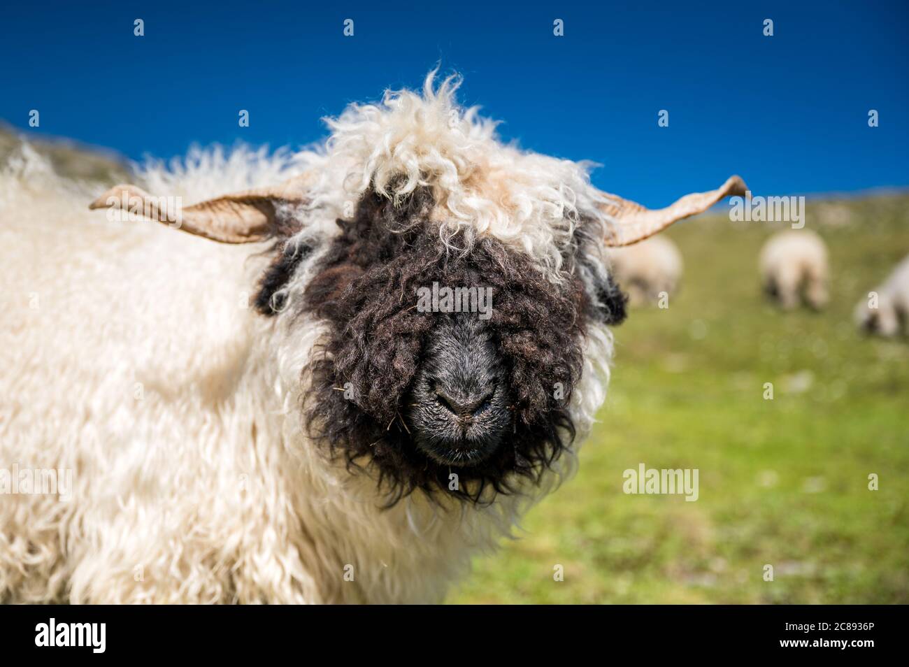 Valais Blacknose sheep on Nufenenpass in the Valais Alps Stock Photo ...