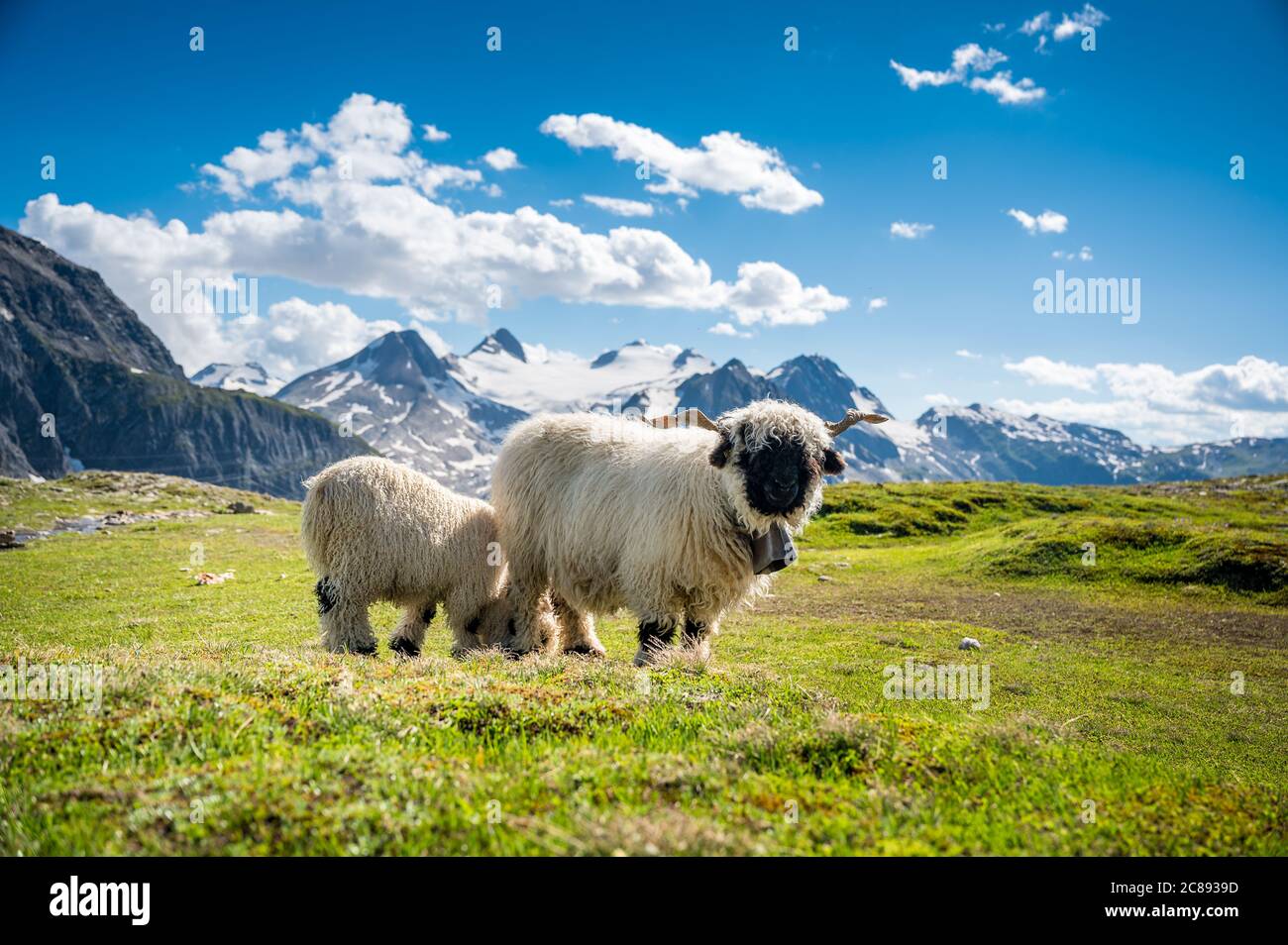 Valais Blacknose sheep on Nufenenpass in the Valais Alps Stock Photo ...