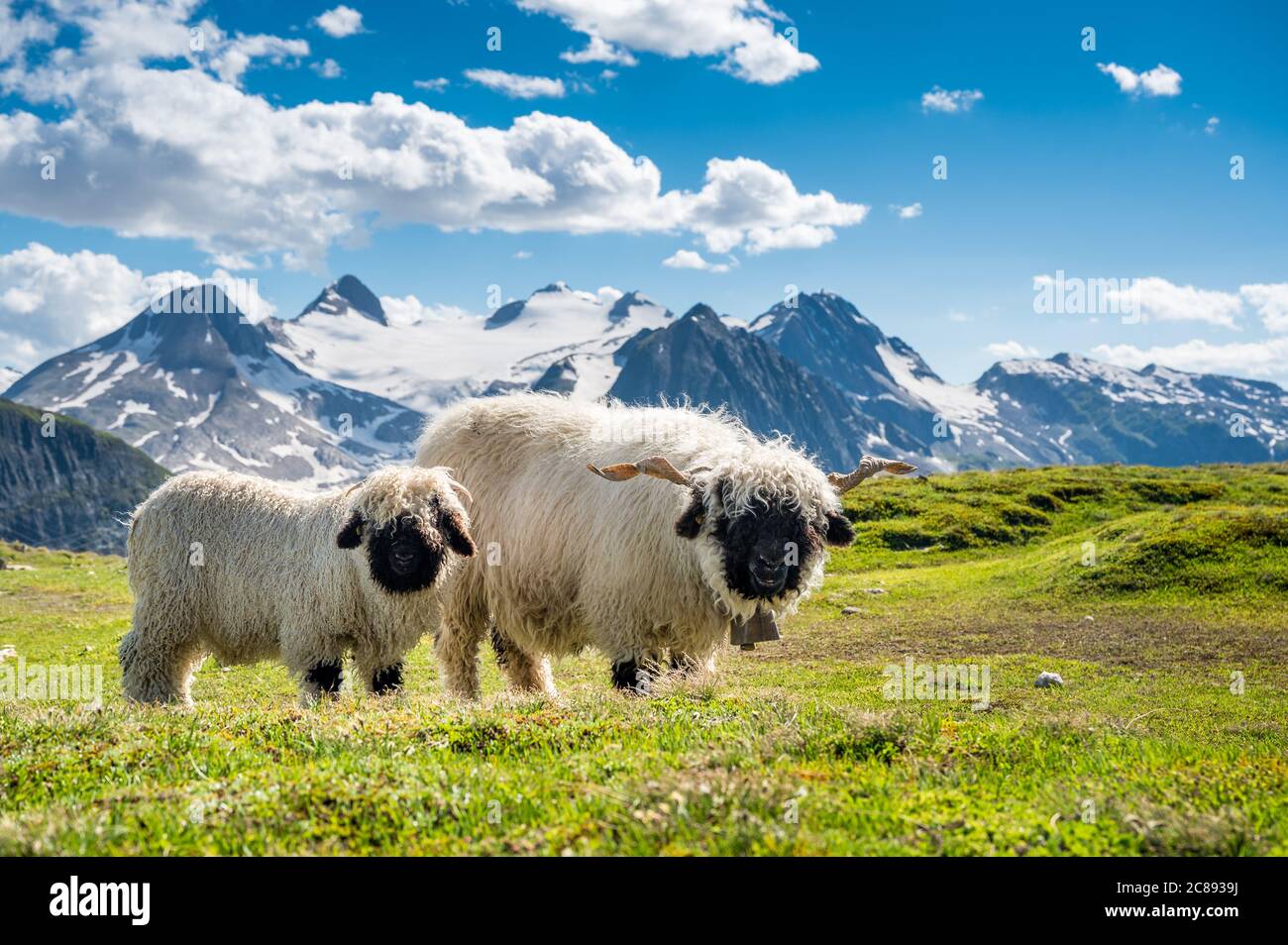 Valais Blacknose sheep on Nufenenpass in the Valais Alps Stock Photo ...