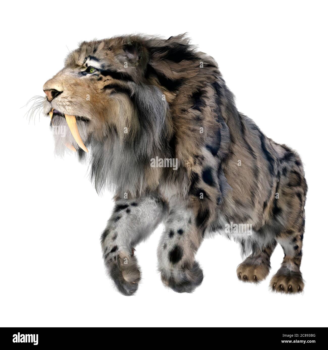 3D rendering of a sabertooth tiger isolated on white background Stock ...