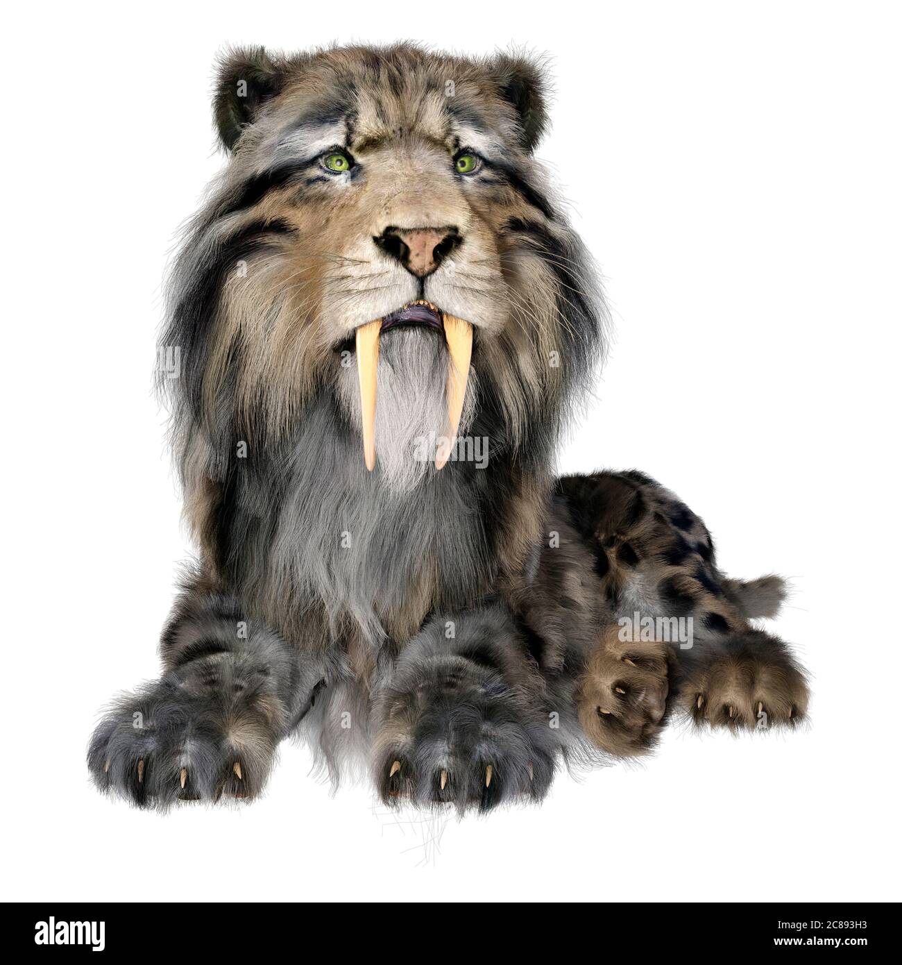 3D rendering of a sabertooth tiger isolated on white background Stock ...