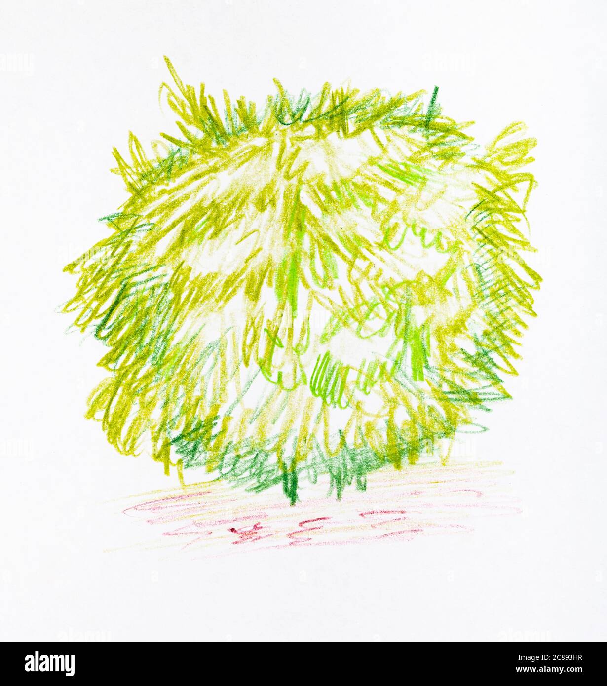 sketch of lush foliage of shrub in spring hand-drawn by color pencils ...