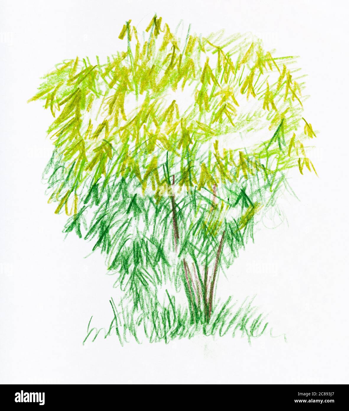 sketch of small tree with lush foliage in spring hand-drawn by color ...