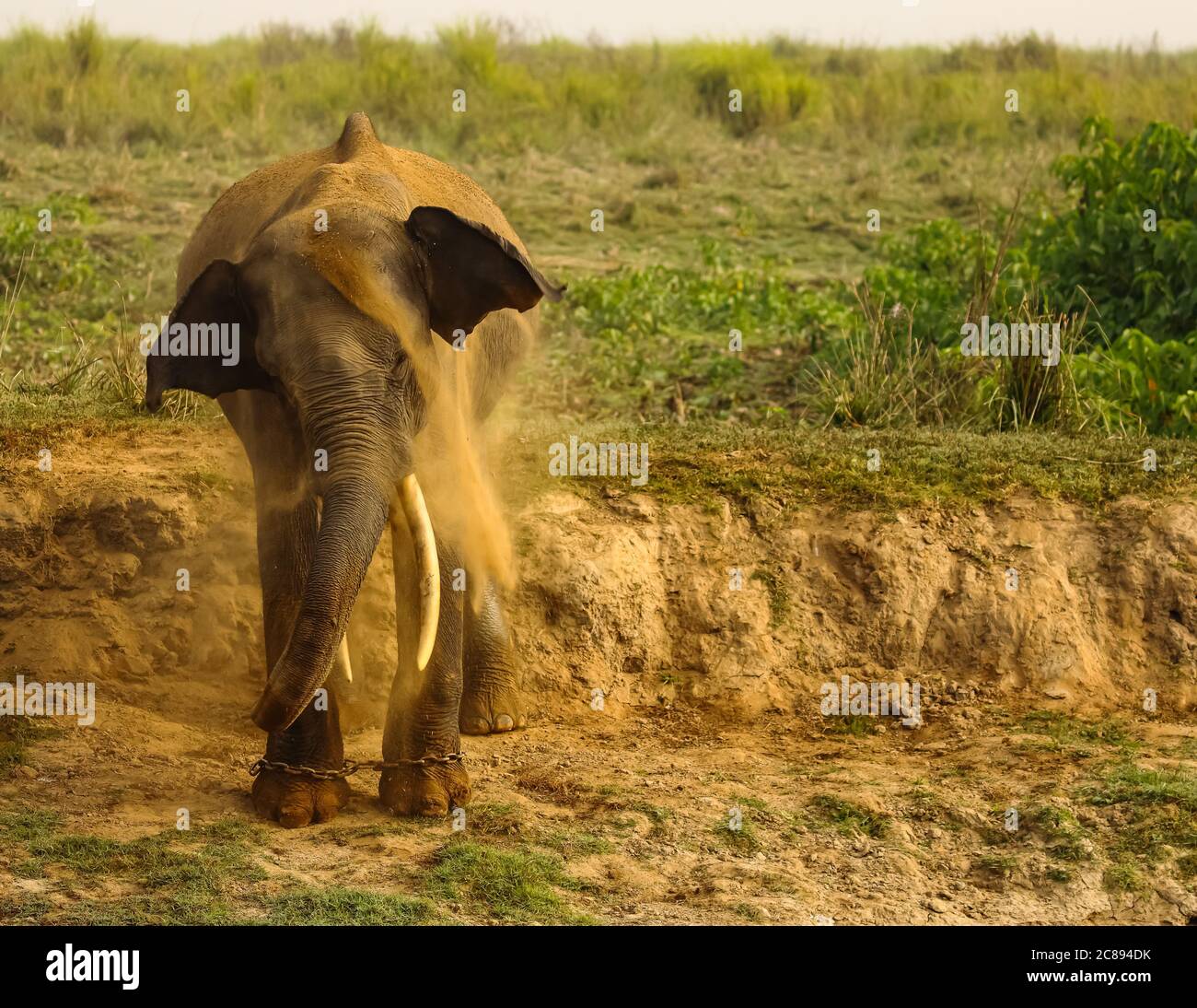 Mud splash hi-res stock photography and images - Alamy
