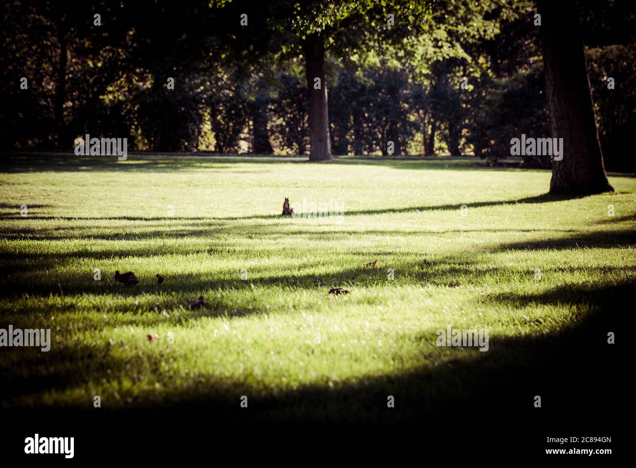 Beautiful scenery of a garden territory with a rabbit near the ...