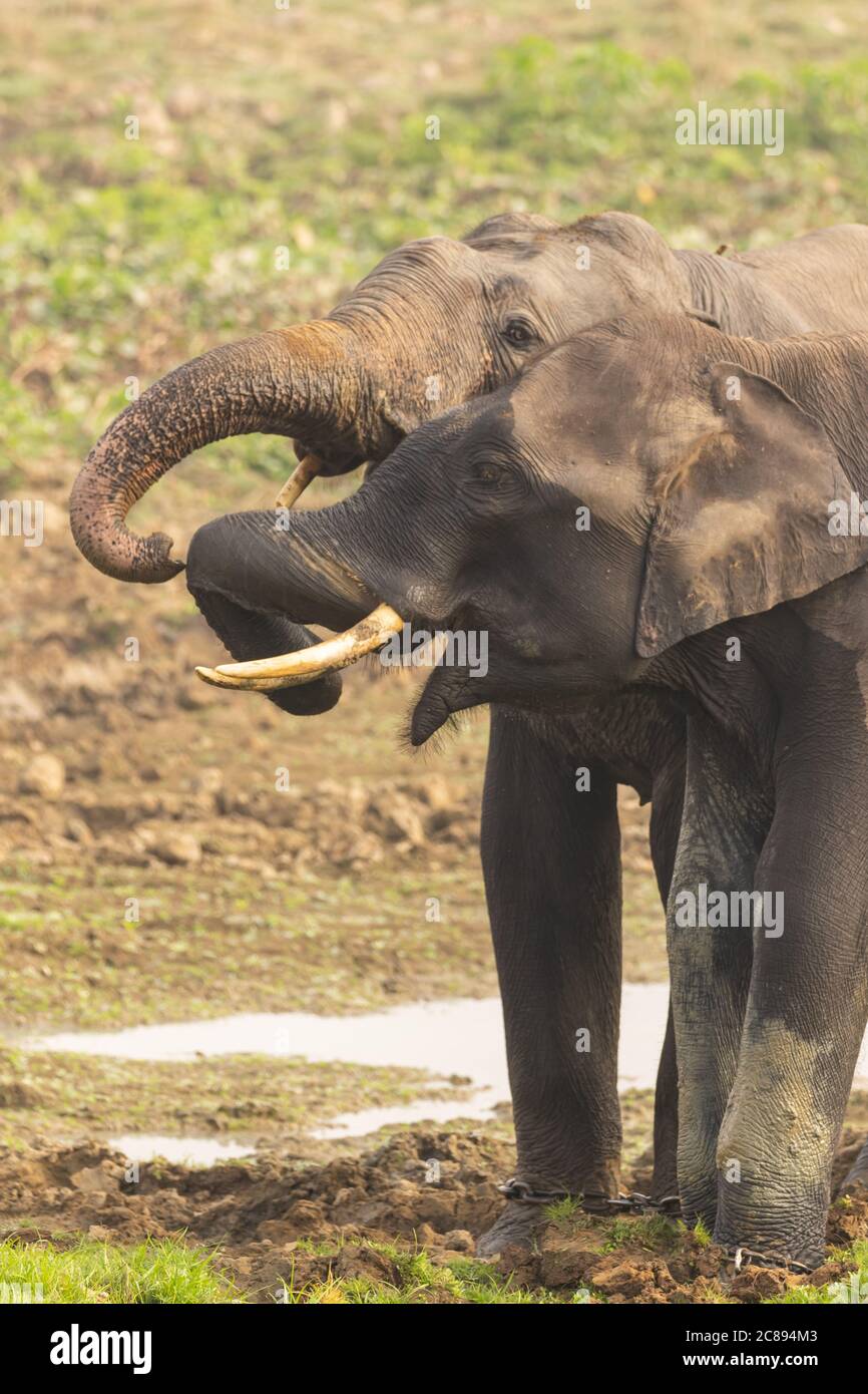 Touching by trunks hi-res stock photography and images - Alamy