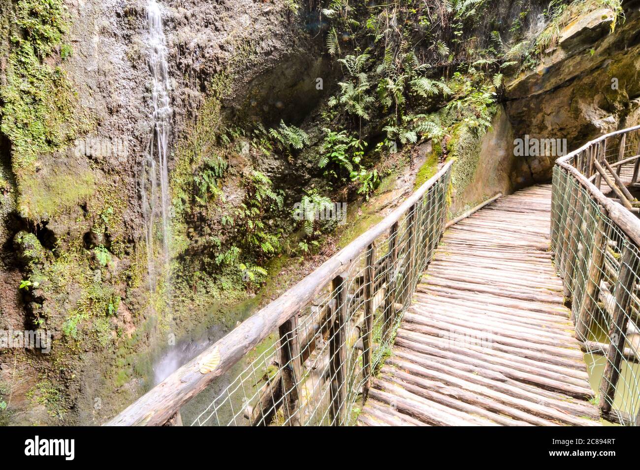 Photo Picture of Deep Forest Pathway Wooden Footbridge Stock Photo - Alamy