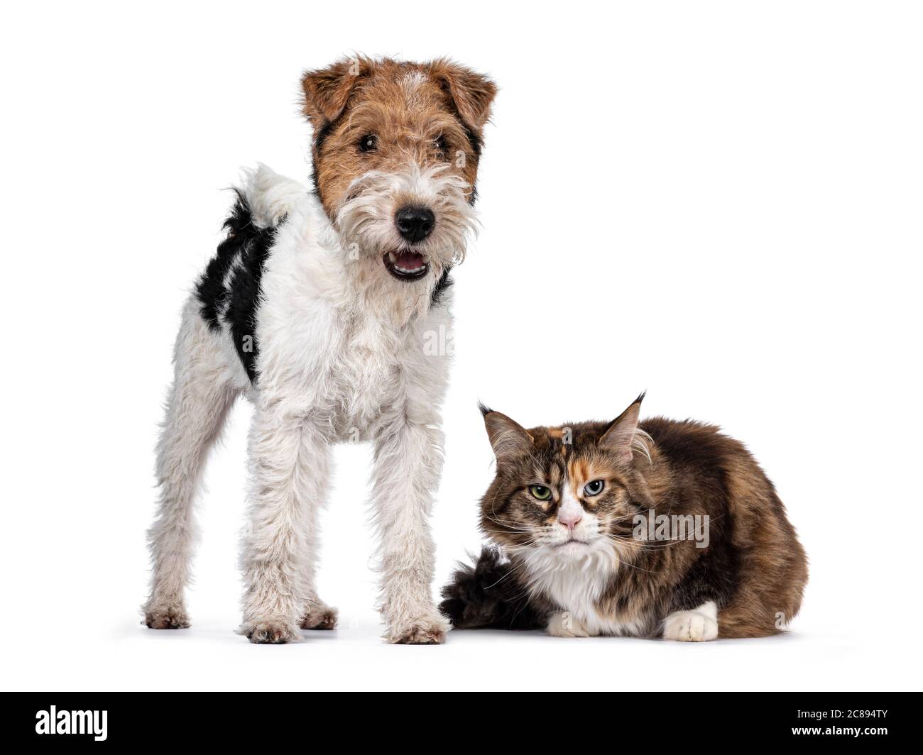 Adult Maine Coon cat and Fox Terrier dog sitting / standing beside each ...