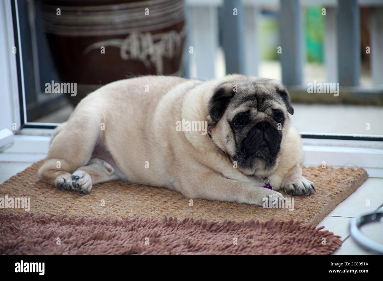 Apricot male pug laying on mat Stock Photo - Alamy