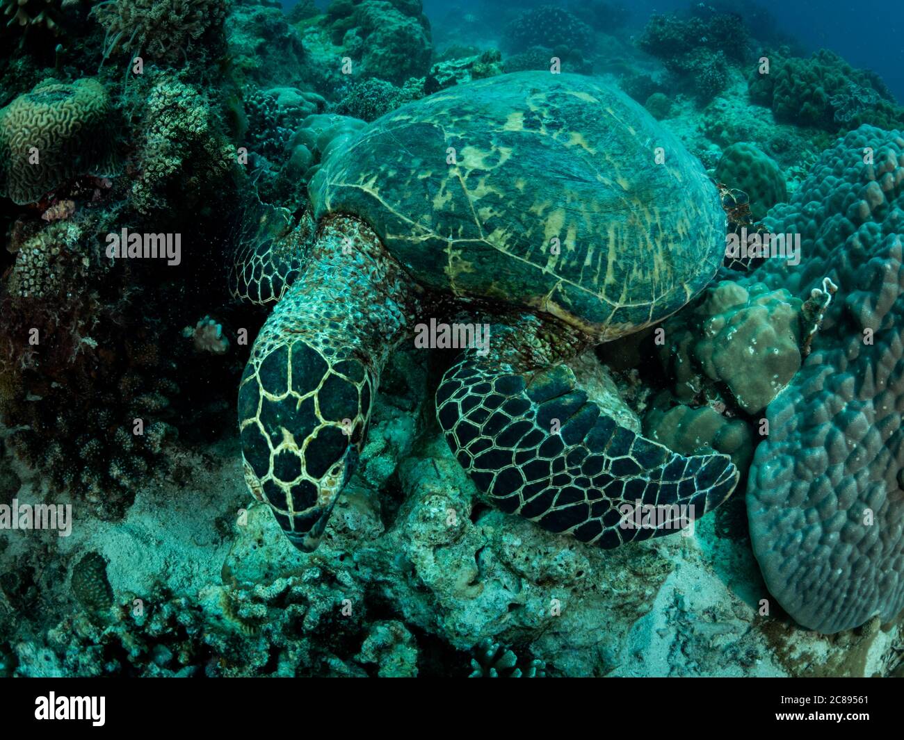 Big turtle laying on coral reef. Underwater photo. Philippines Stock ...