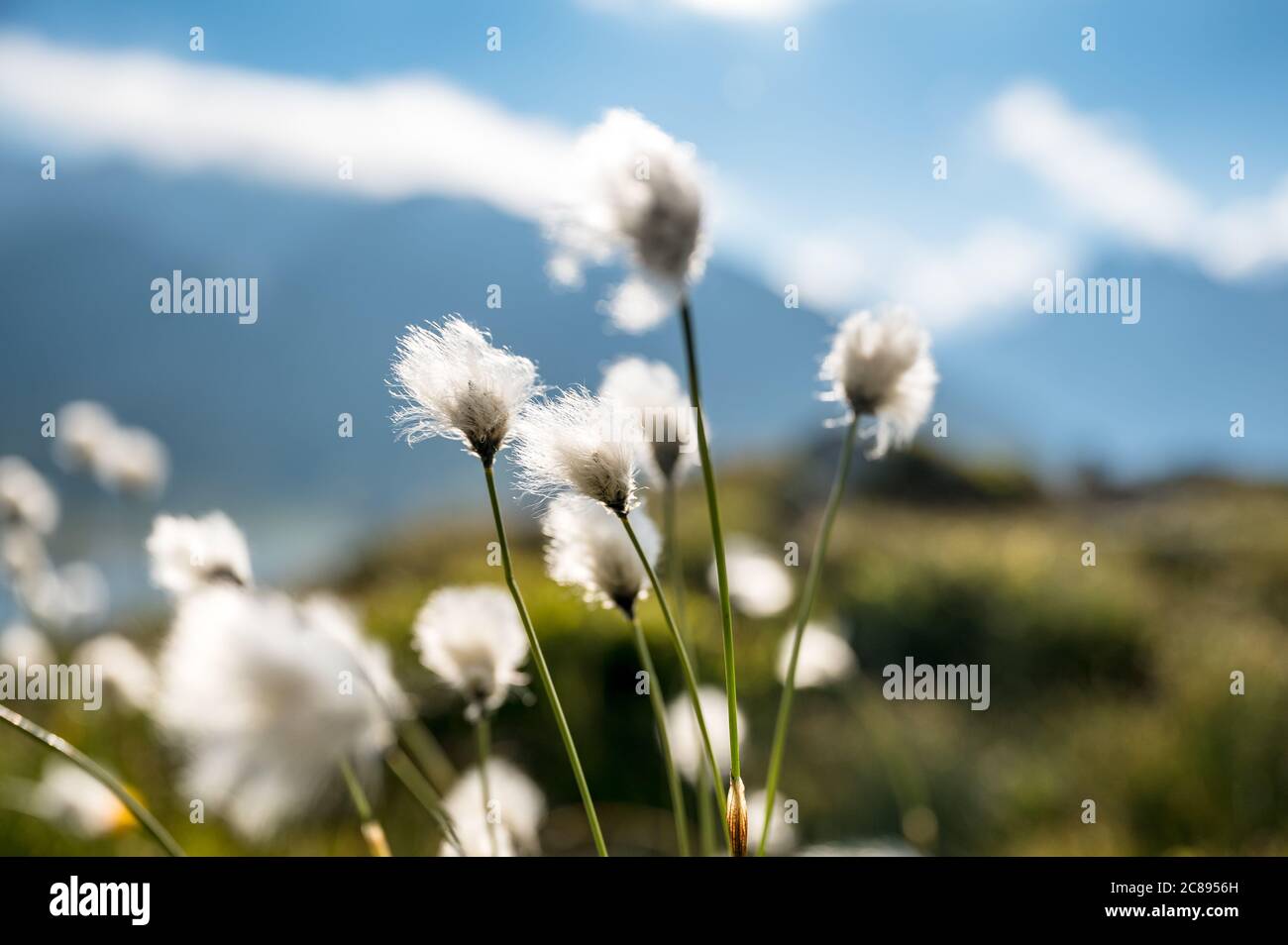 alpine woolgrass in Grimselpass, Switzerland Stock Photo - Alamy