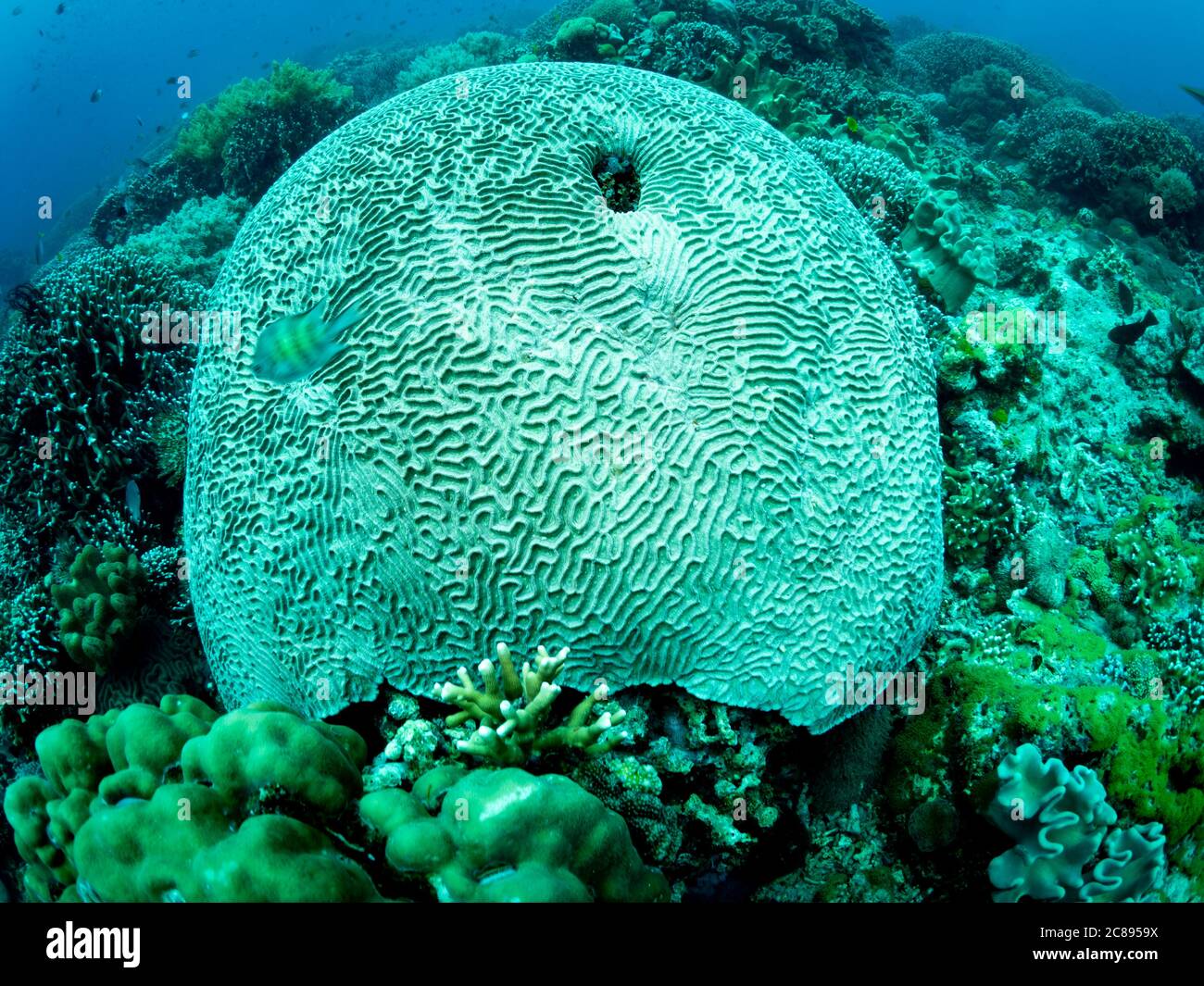 Colorful coral reef, underwater photo, Philippines Stock Photo - Alamy