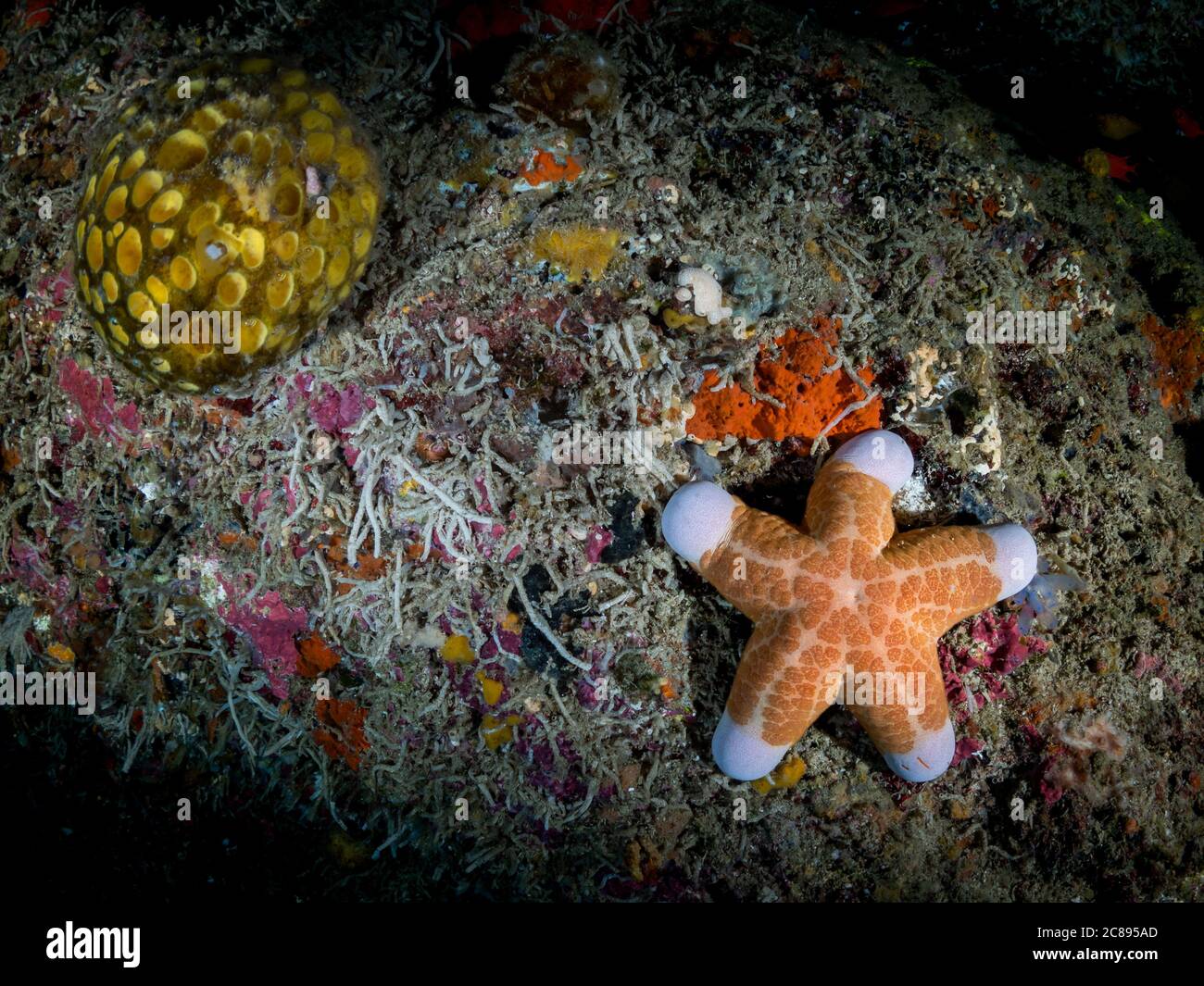 Colorful starfish over the coral reef. Underwater photo. Philippines ...
