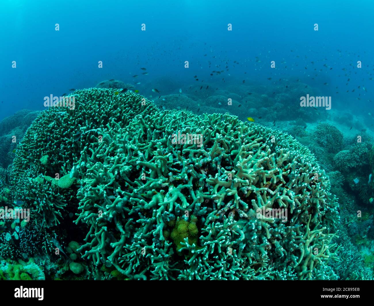 Colorful coral reef, underwater photo, Philippines Stock Photo - Alamy