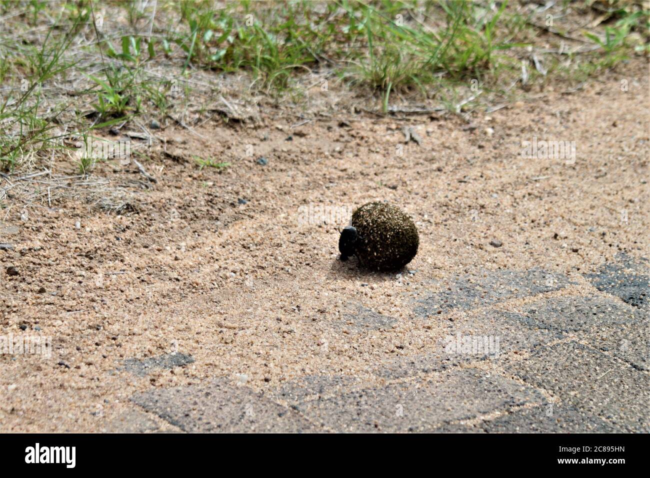 A dung beetle rolls a dung ball on the road Stock Photo - Alamy
