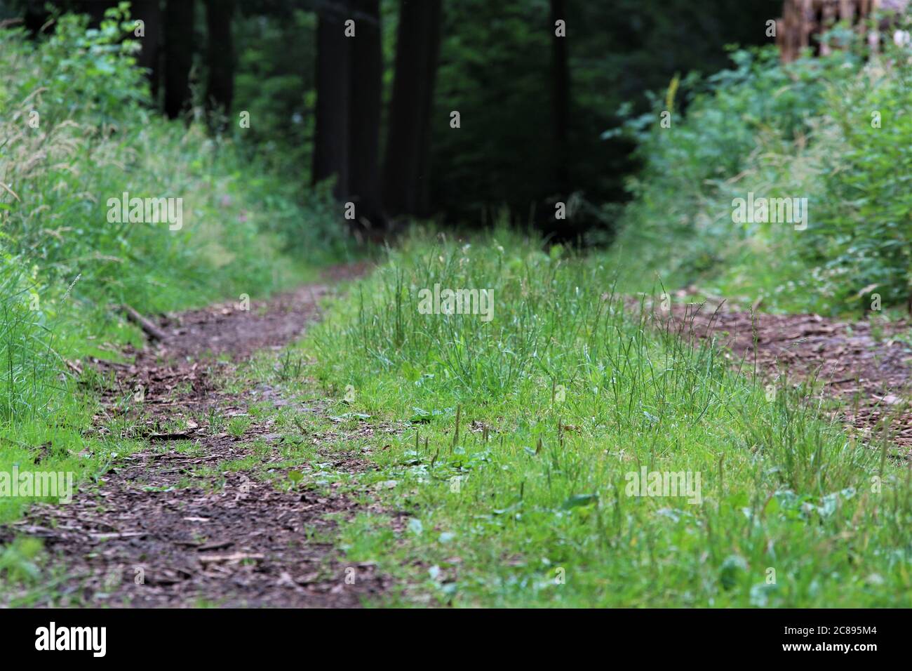 Natural path in the forest with grass on the median Stock Photo - Alamy