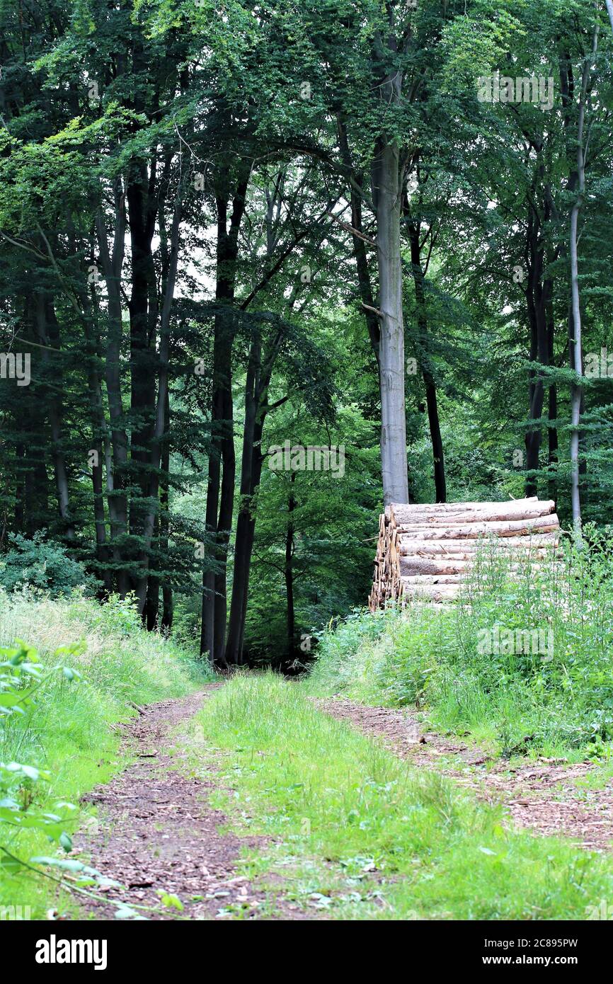Natural path in the forest with grass on the median and stack of wood ...