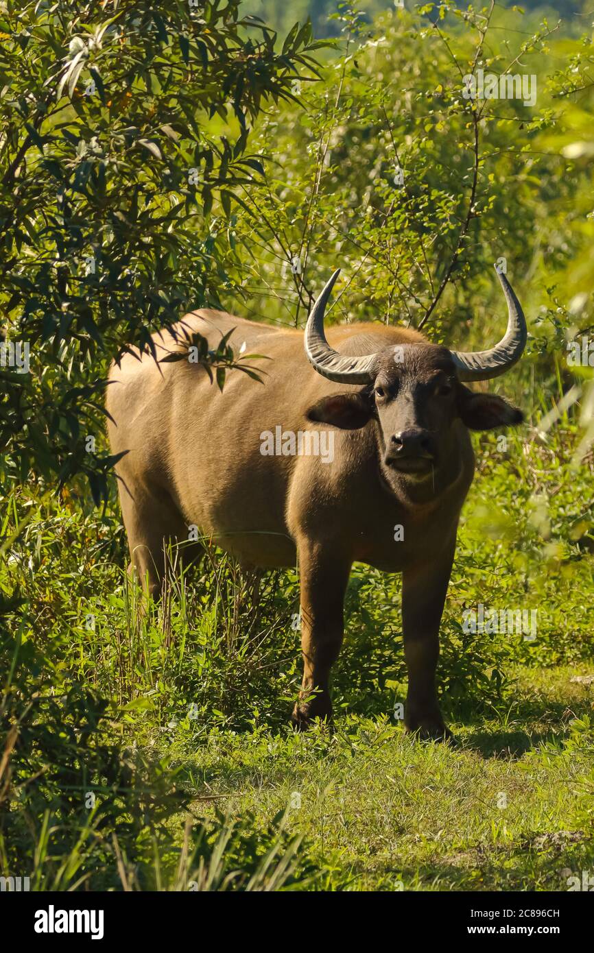 A wild water buffalo standing in the grasslands in a national park in ...