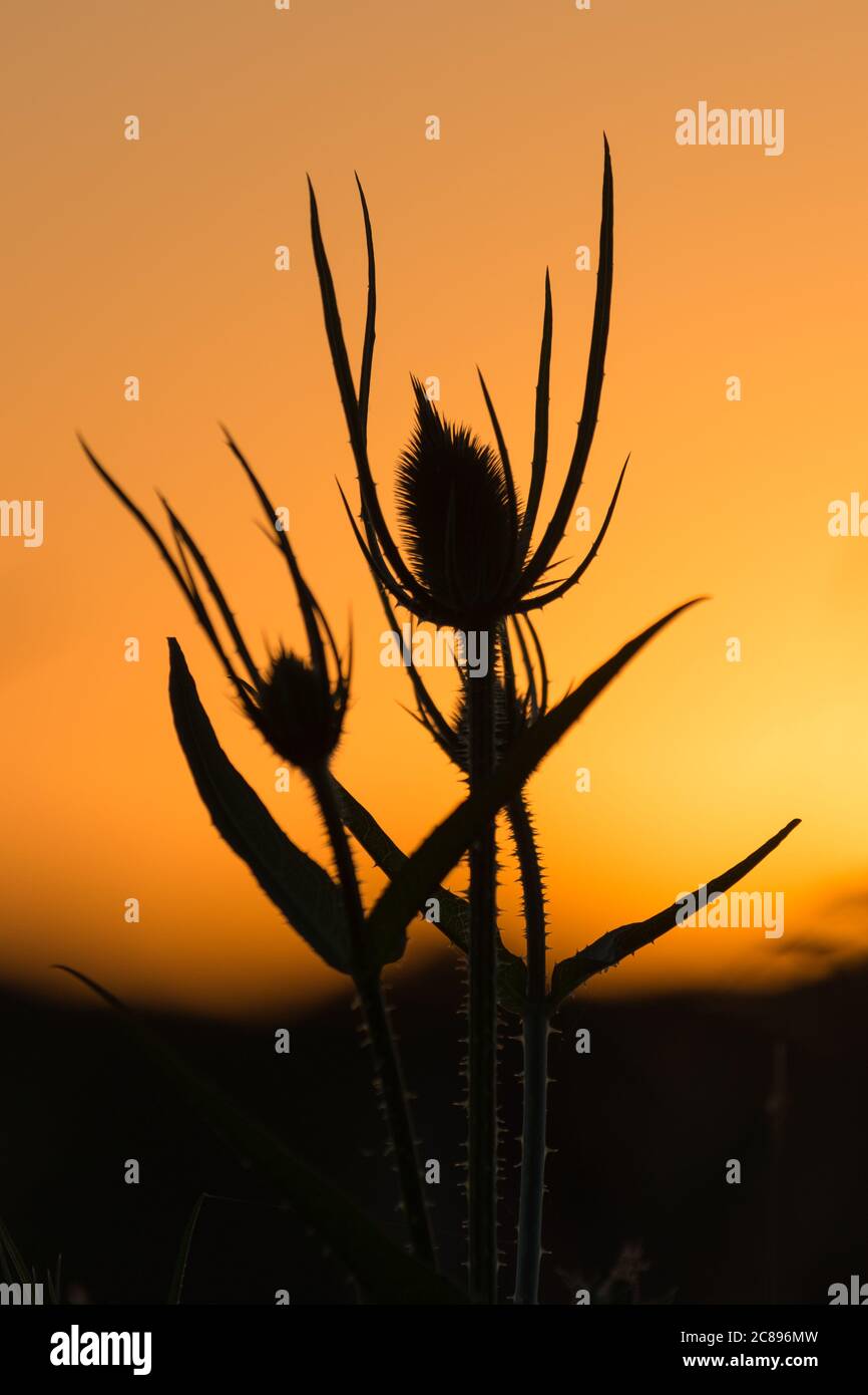 A silhouette of a teasel at Cornmill Meadow, River Lee Country Park ...