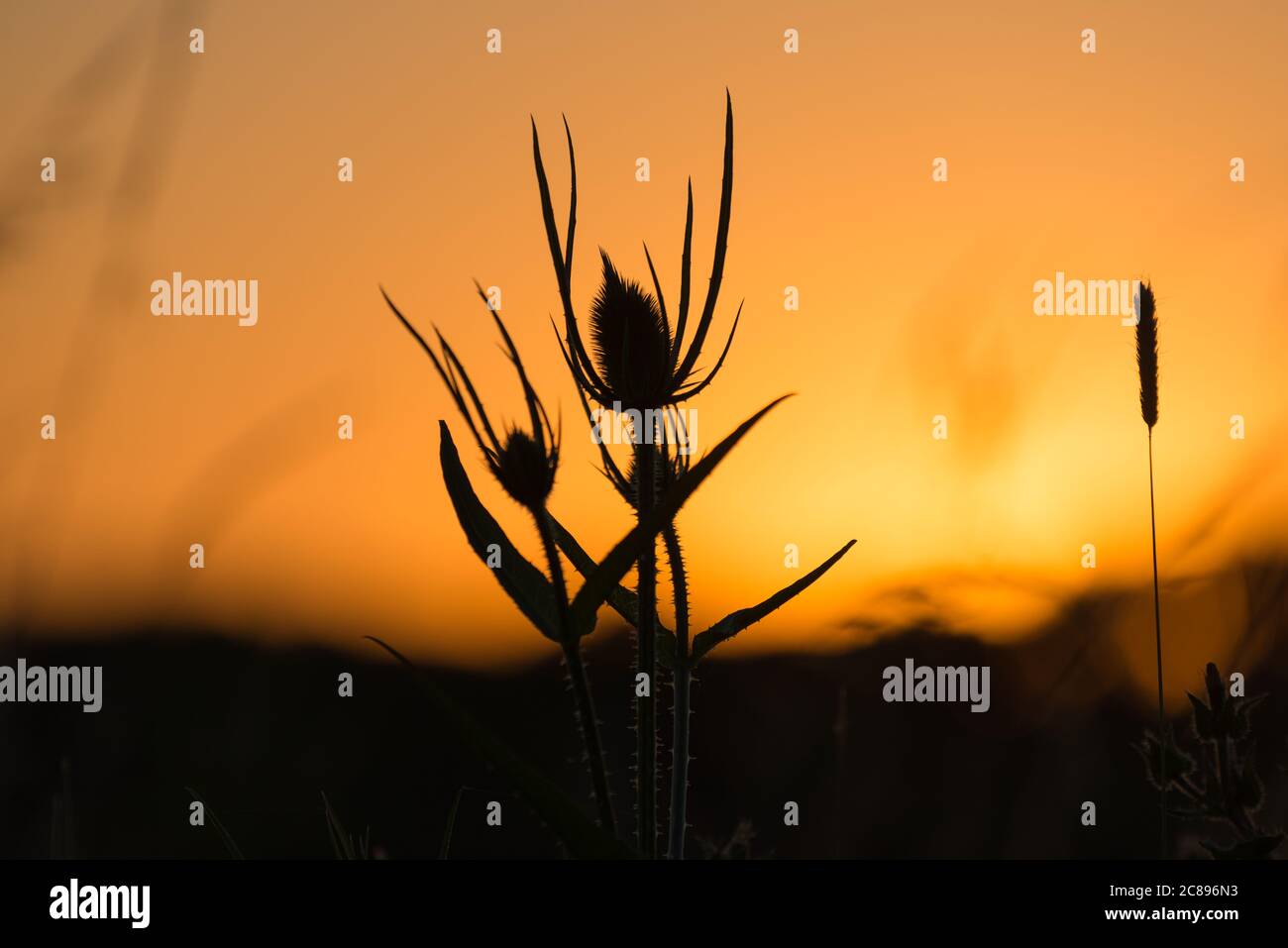 A silhouette of a teasel at Cornmill Meadow, River Lee Country Park ...