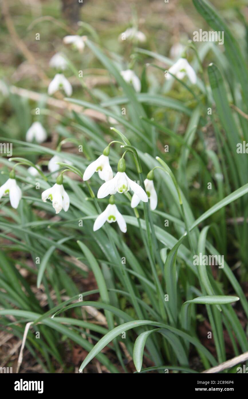 Snowdrops growing in a wood in Essex Stock Photo - Alamy