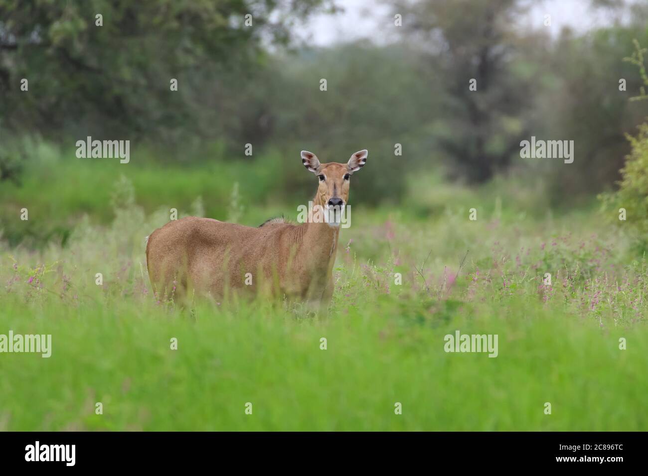 Image of a Blue bull largest antelope in India also called Nilgai ...