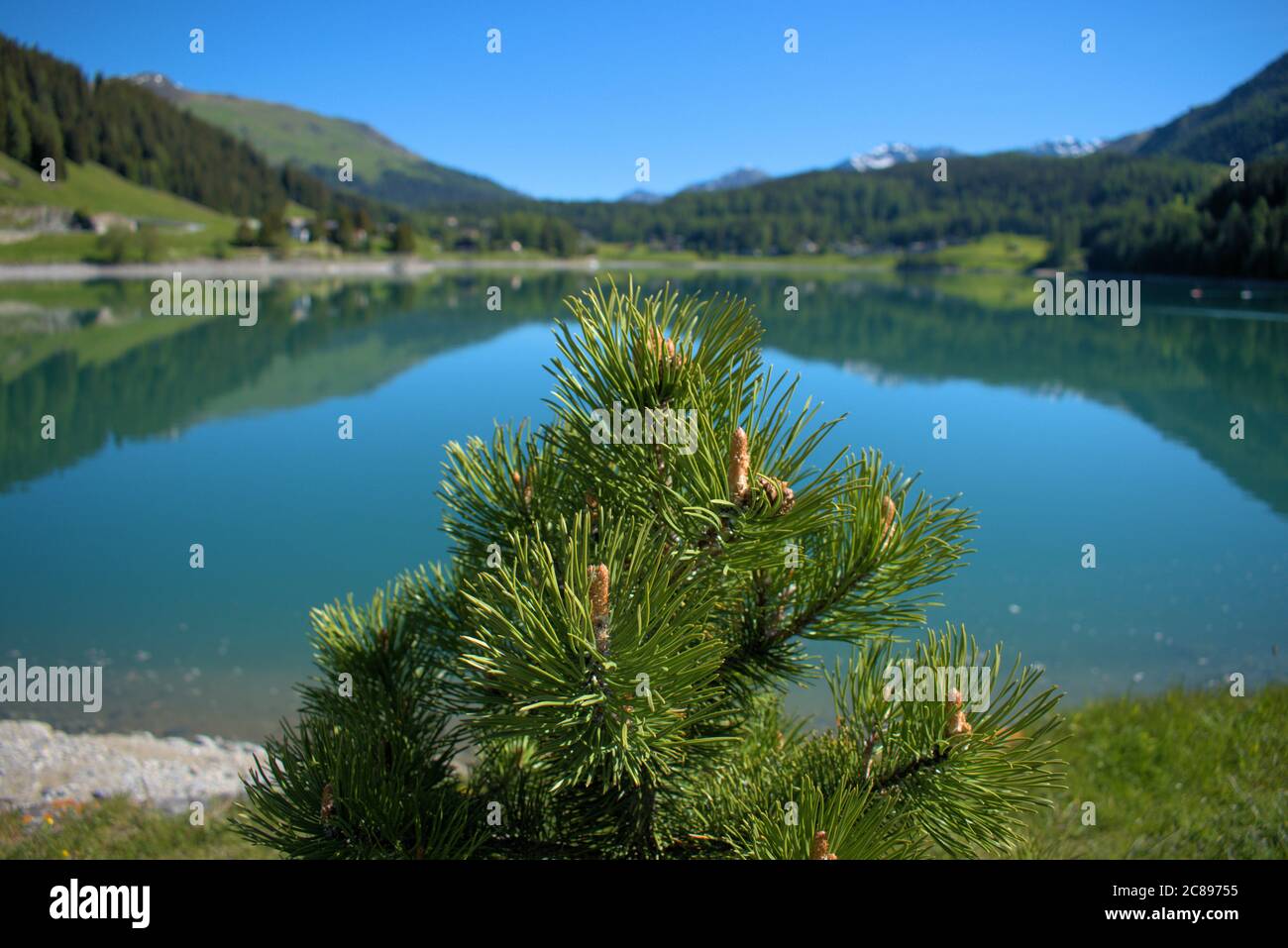 Young Fir Tree High Resolution Stock Photography and Images - Alamy