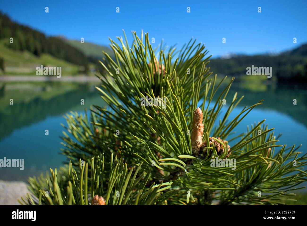 Young Fir Tree High Resolution Stock Photography and Images - Alamy