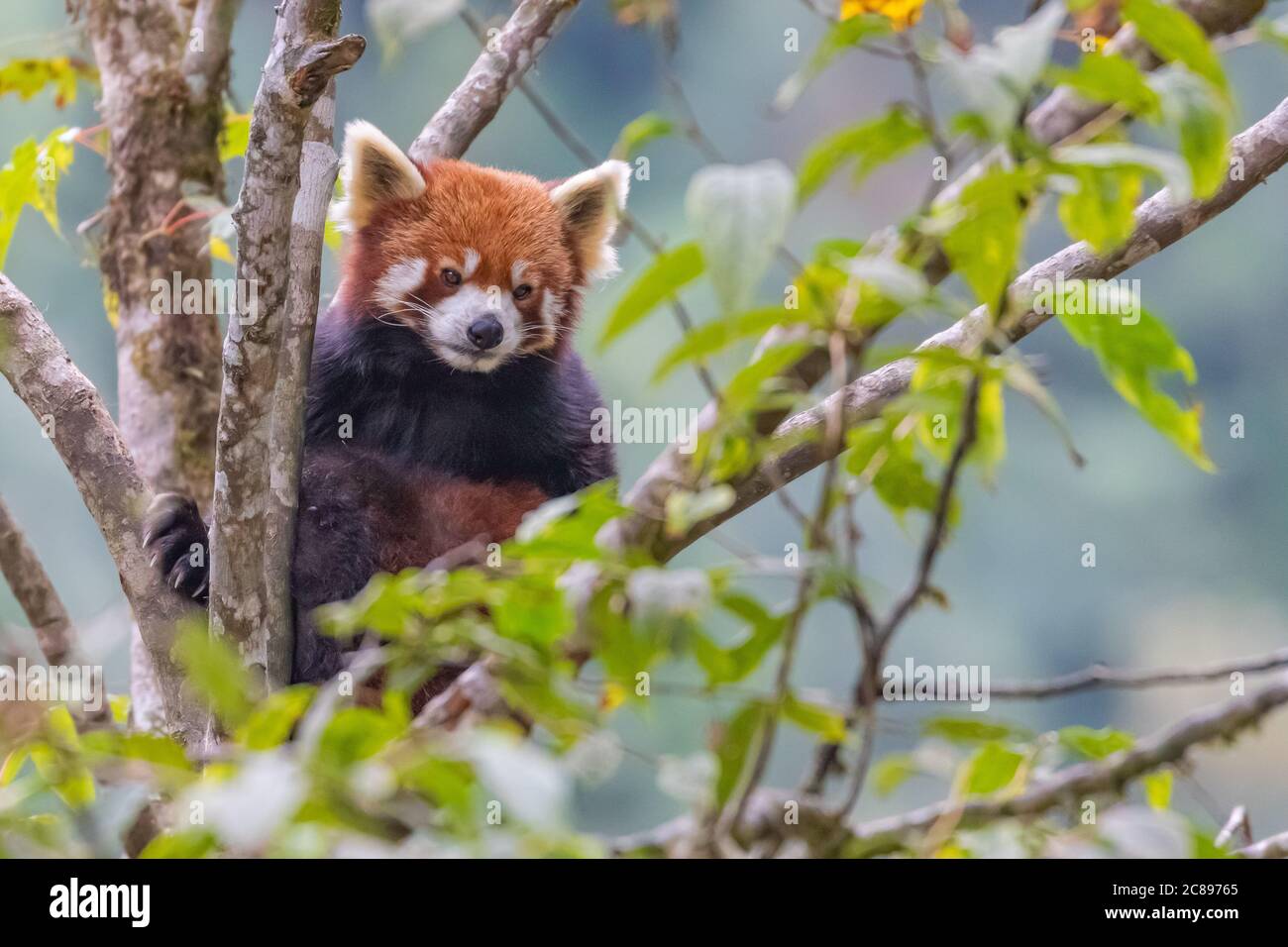 Sikkim wildlife hi-res stock photography and images - Alamy