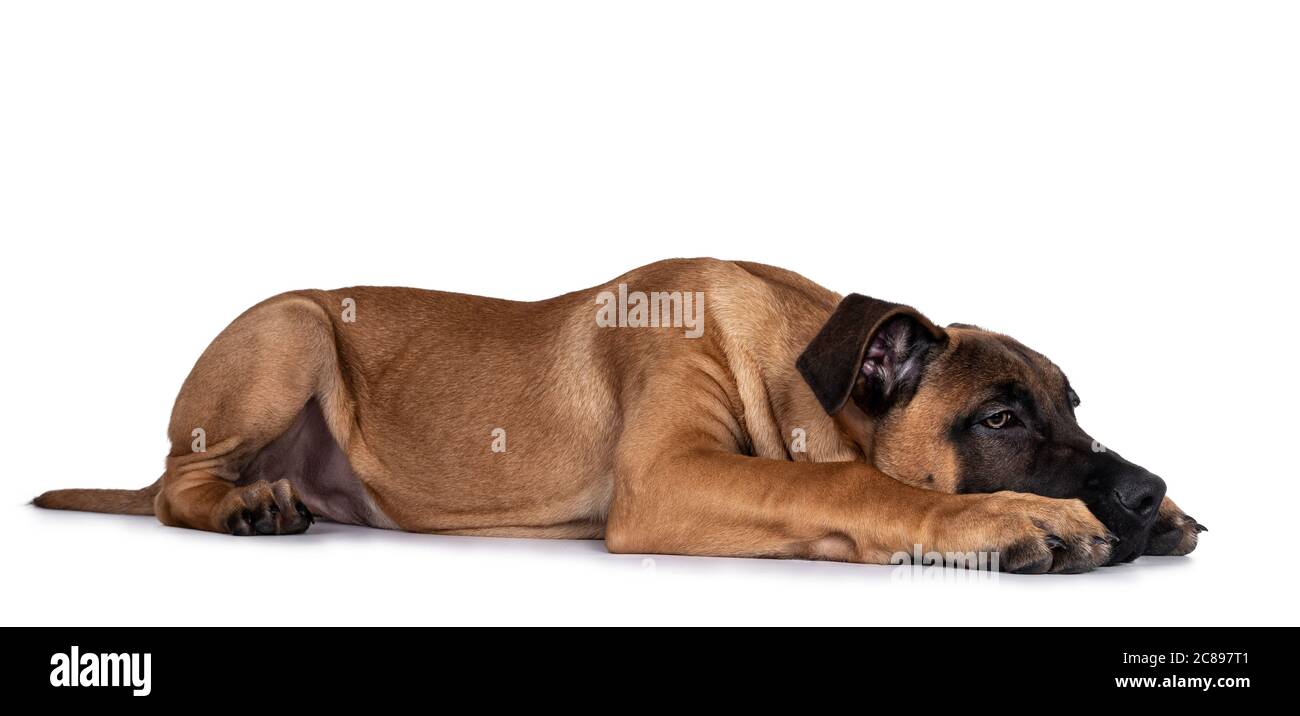 Handsome Boerboel / Malinois crossbreed dog, laying down side ways ...