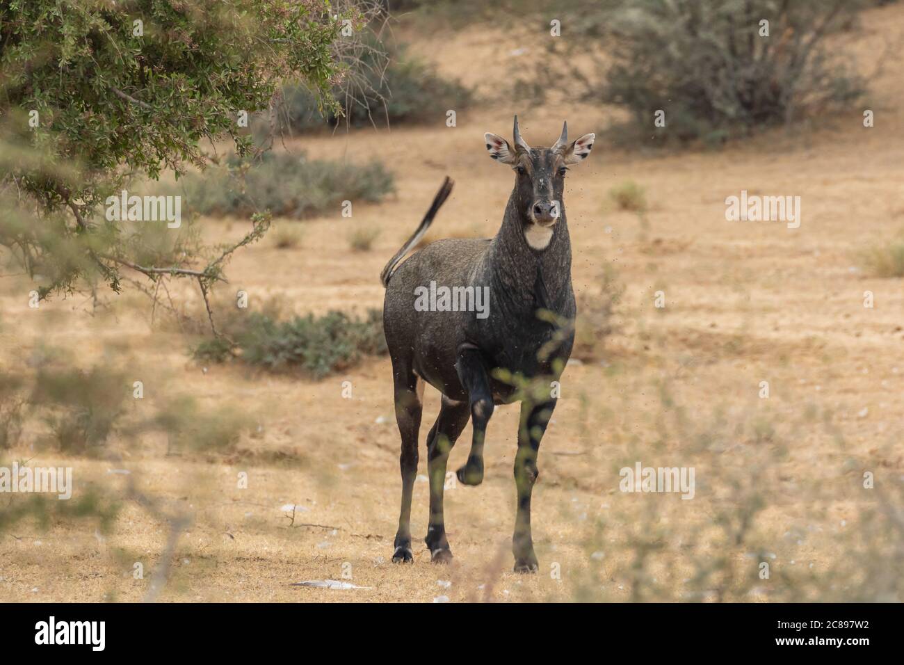 Blue bull hi-res stock photography and images - Alamy