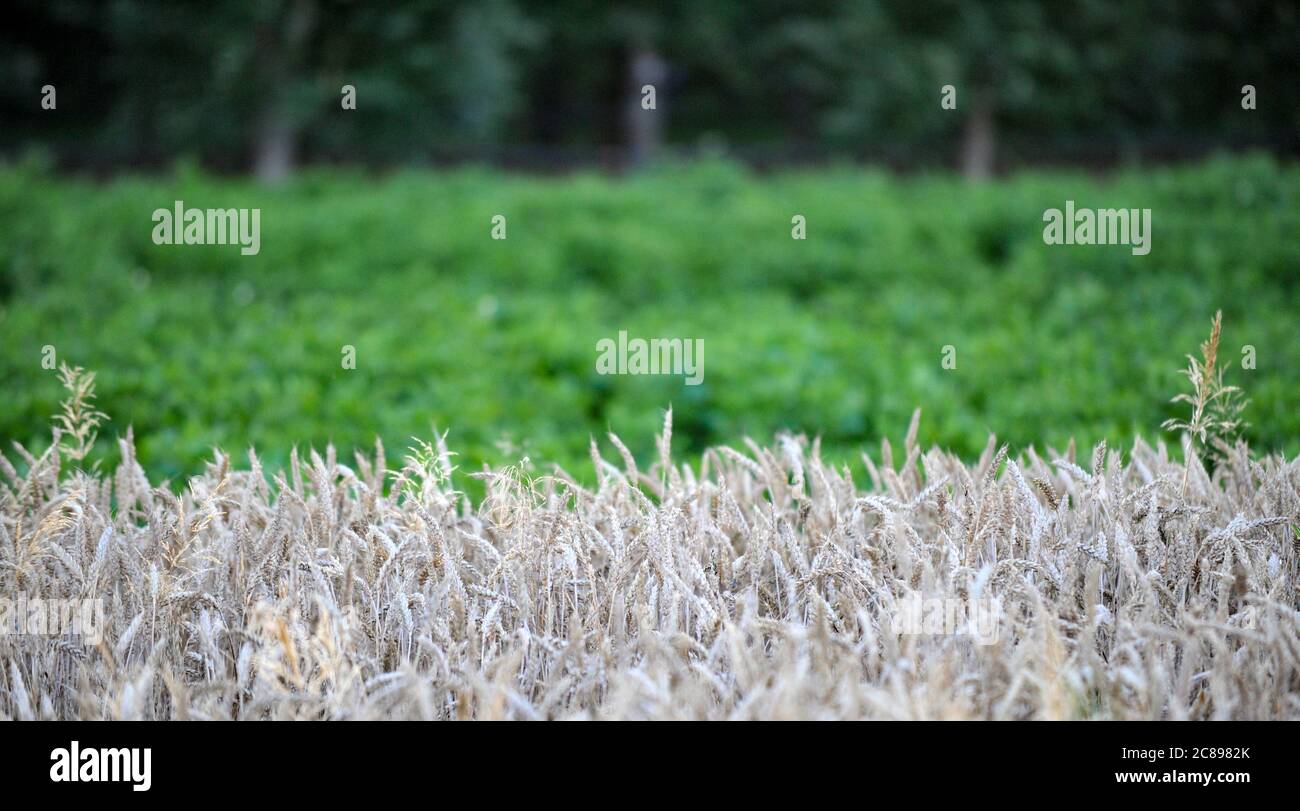 wheat and potato field .agricultural concept image Stock Photo - Alamy