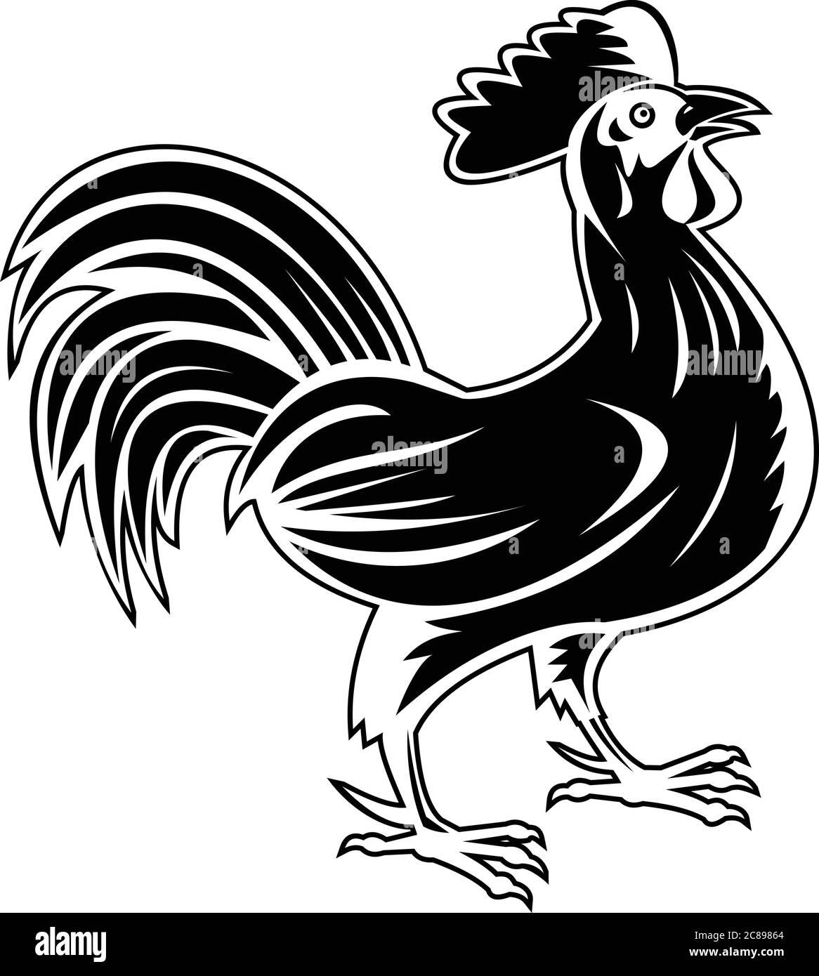 Gallus gallus domesticus engraving Cut Out Stock Images & Pictures - Alamy