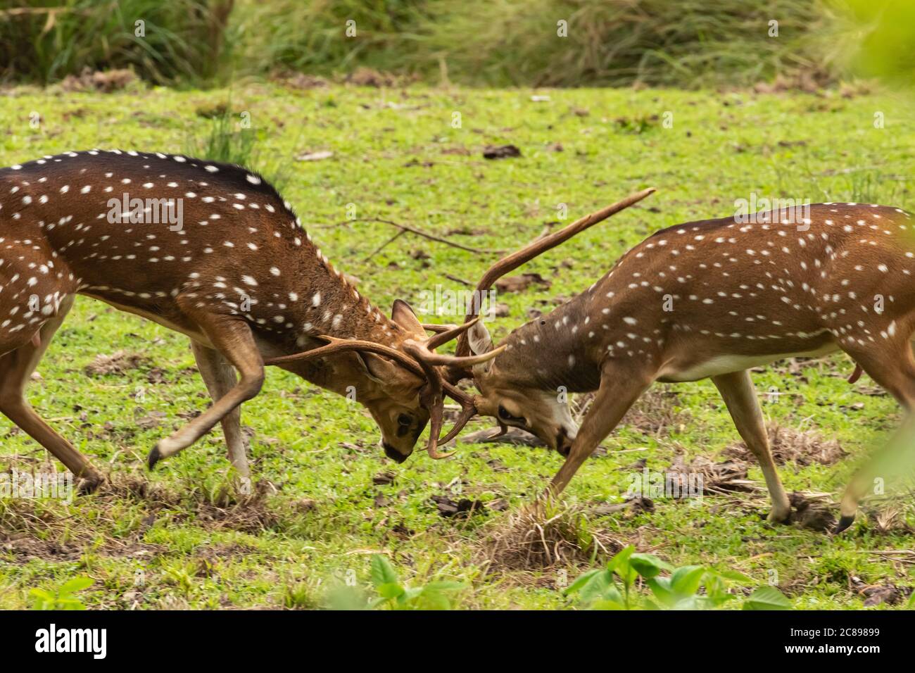 Male chital hi-res stock photography and images - Alamy