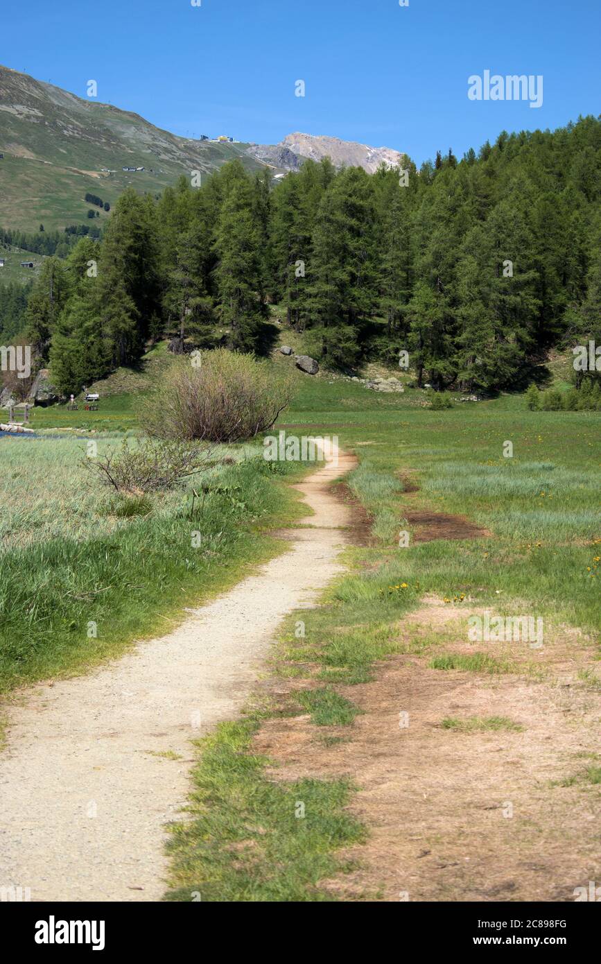 Small way leading into a forest in Silvaplana Stock Photo - Alamy