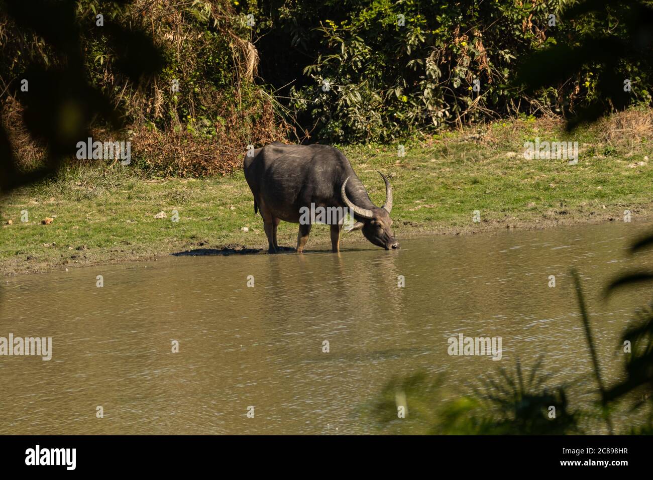 A wild water buffalo drinking water at a wild life sanctuary in Assam ...