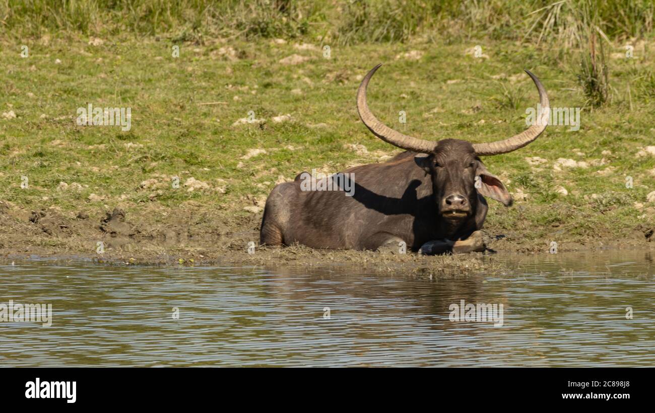 India water buffalo hi-res stock photography and images - Alamy