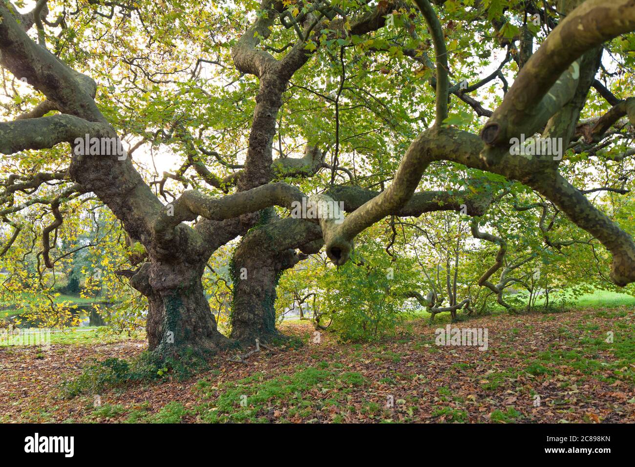 Old plane tree Brittany, platane orientalis in Missilac autumn Stock ...