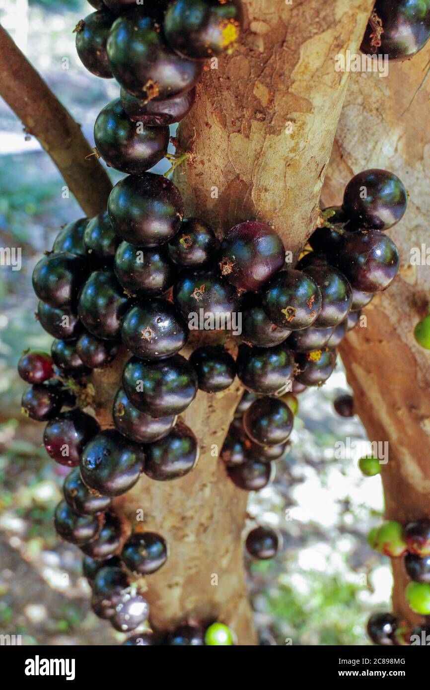 Vertical shot of ripe jaboticaba on the tree ready to be harvested ...