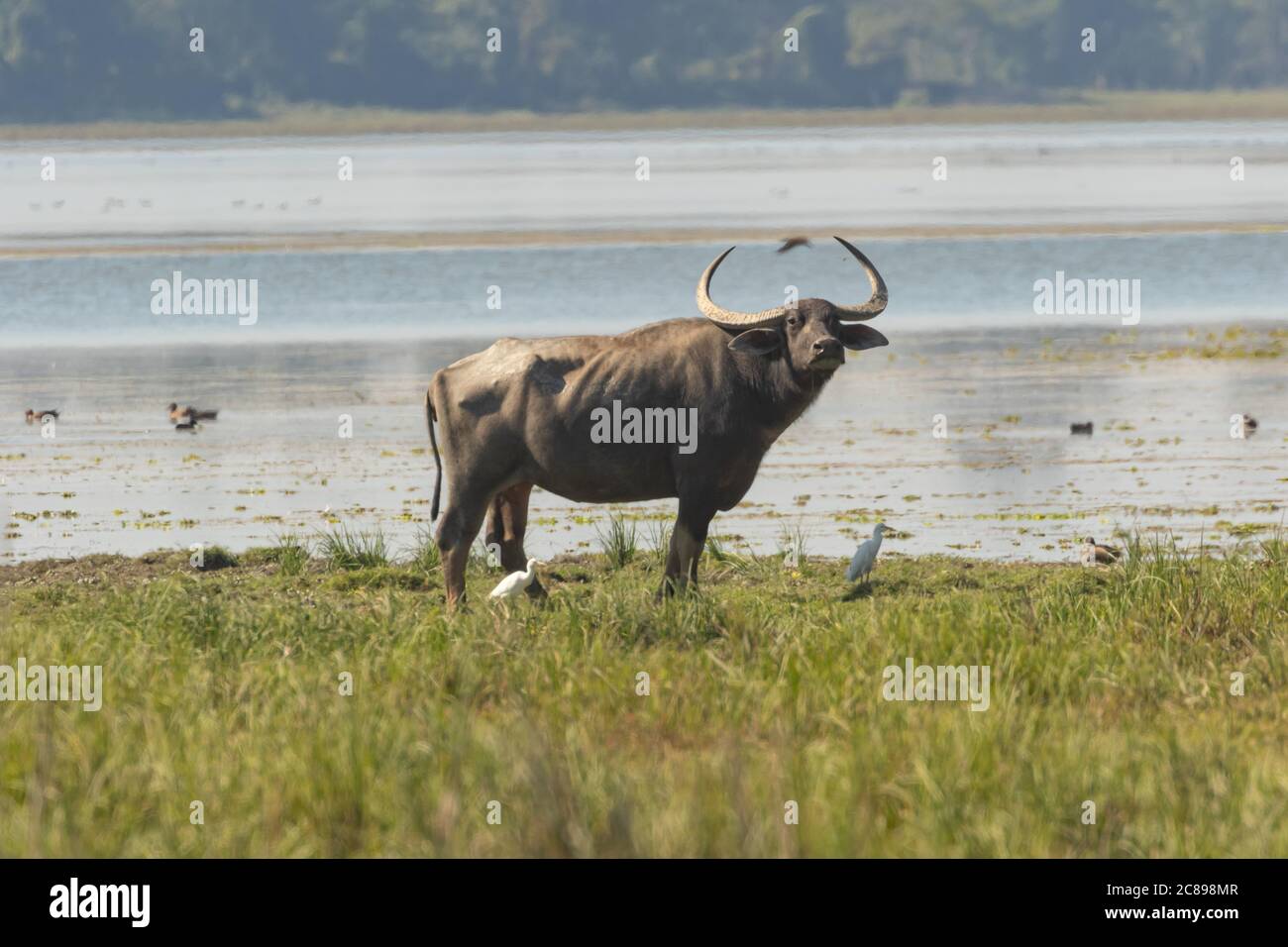 A wild water buffalo standing next to water in a national park in Assam ...