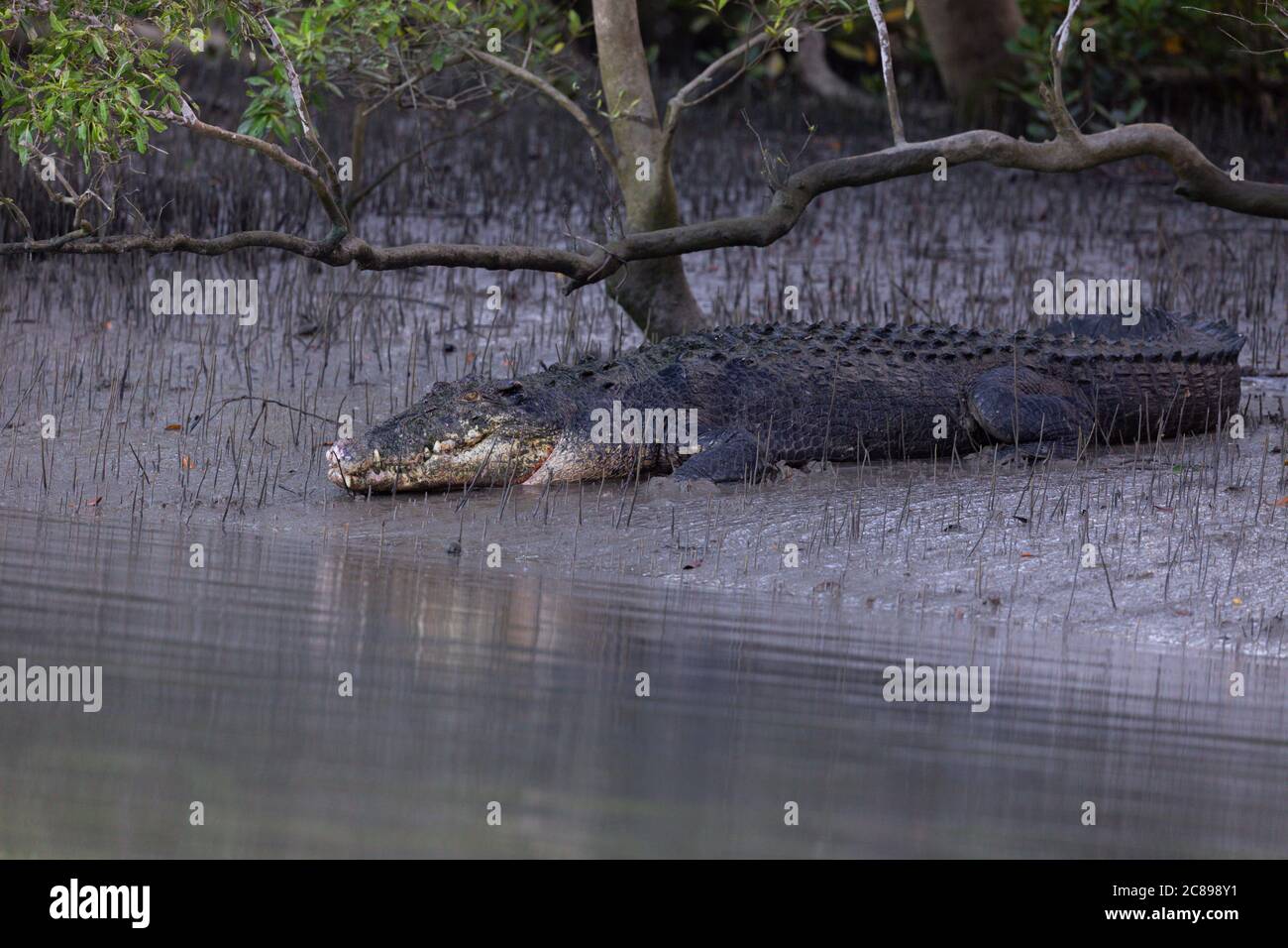 Saltwater Crocodile Vs Tiger