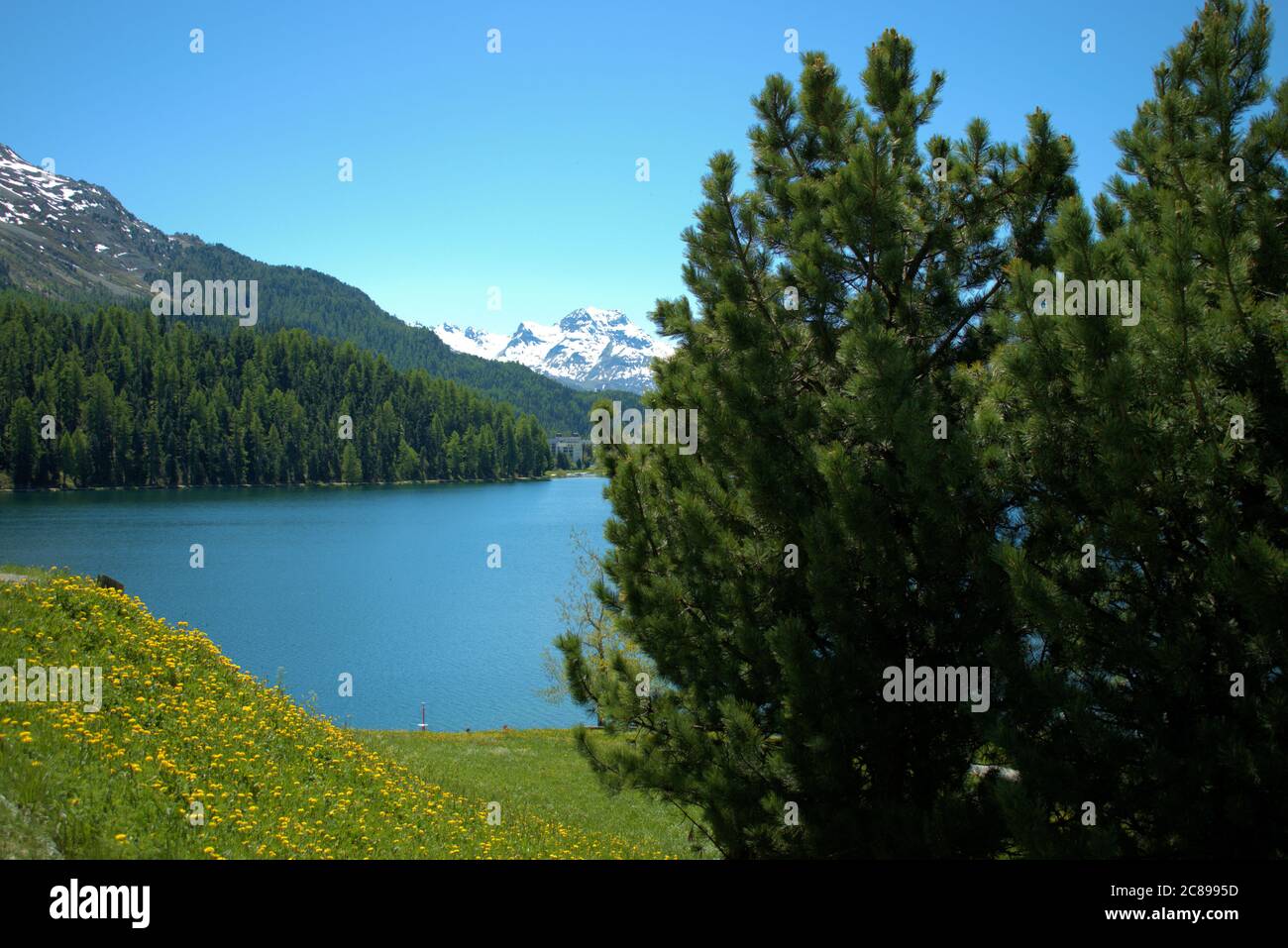 Lake of Saint Moritz on a very beautiful blue sky day Stock Photo - Alamy